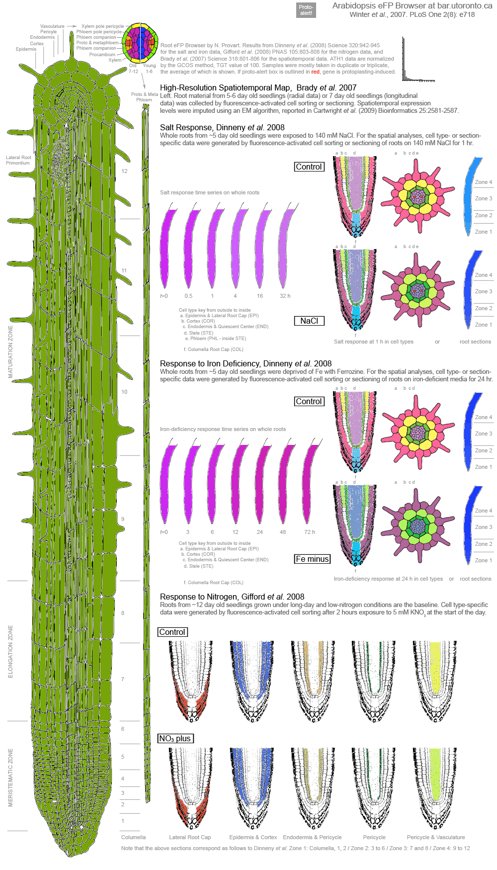 Home | The Arabidopsis Gene Expression Database